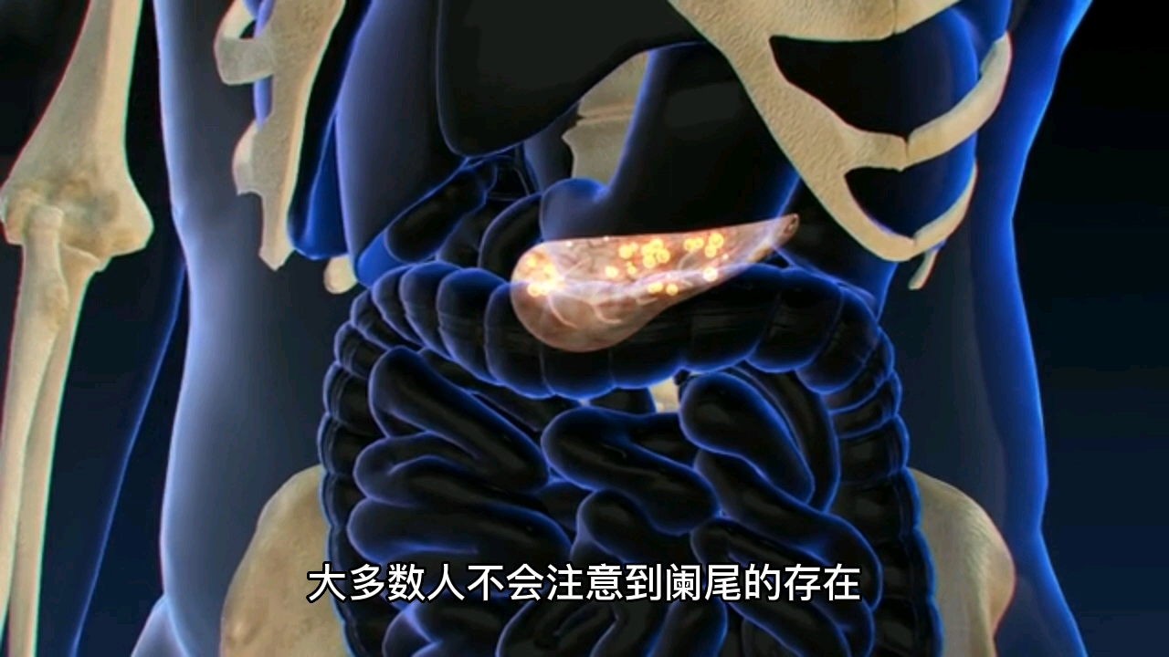 【AI生成视频】阑尾真的无用吗