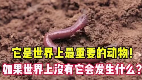 为啥说"它"是世界上最重要的动物?如果世界上没有"它"会怎样