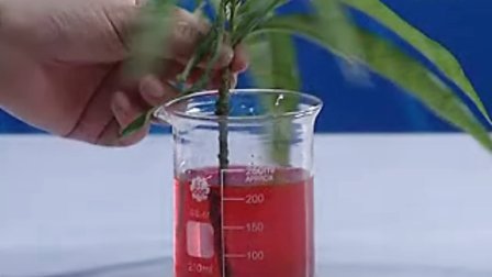 植物茎的作用
