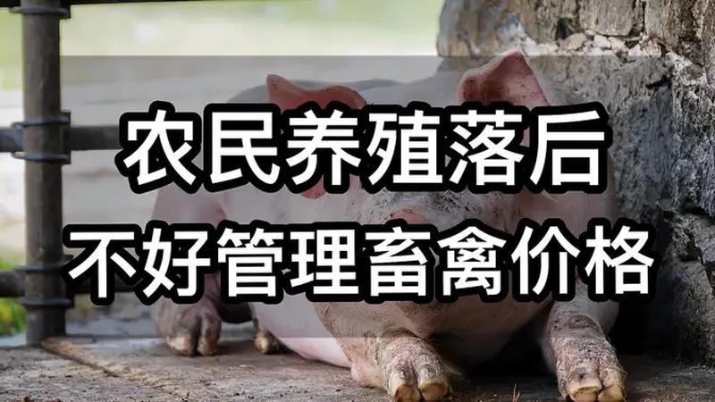 农民养殖落后,不好管理,畜禽市场价格也不平稳