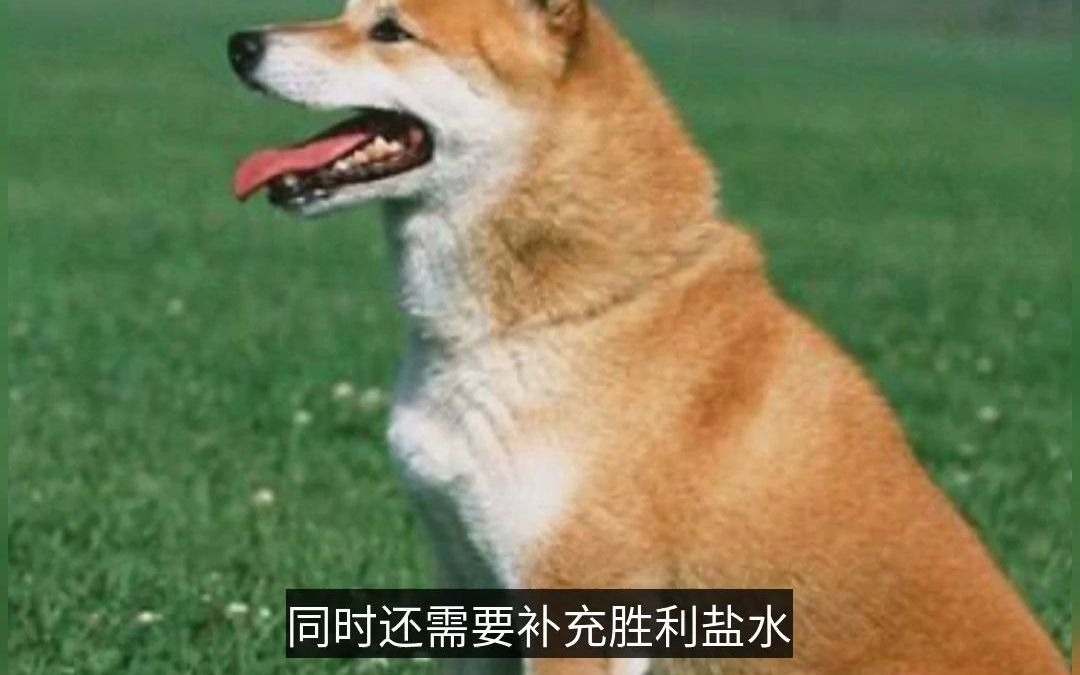 【怡亲科普】小狗胃肠炎的症状及治疗方法介绍