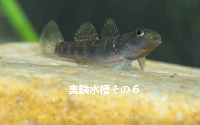 很奇葩又有趣的.水陆缸-底砂过滤实验(日语机翻请见谅)