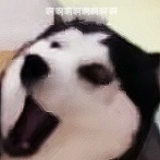 杀死彩虹 