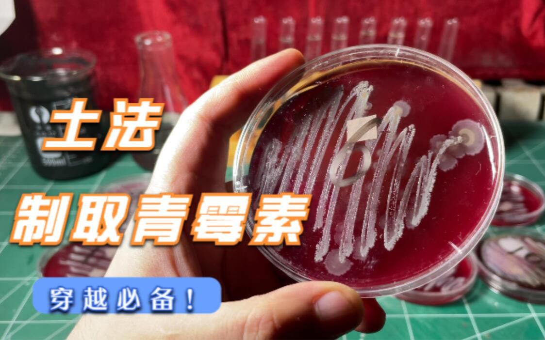 用菜籽油就能提取青霉素?这不得赶快试试!