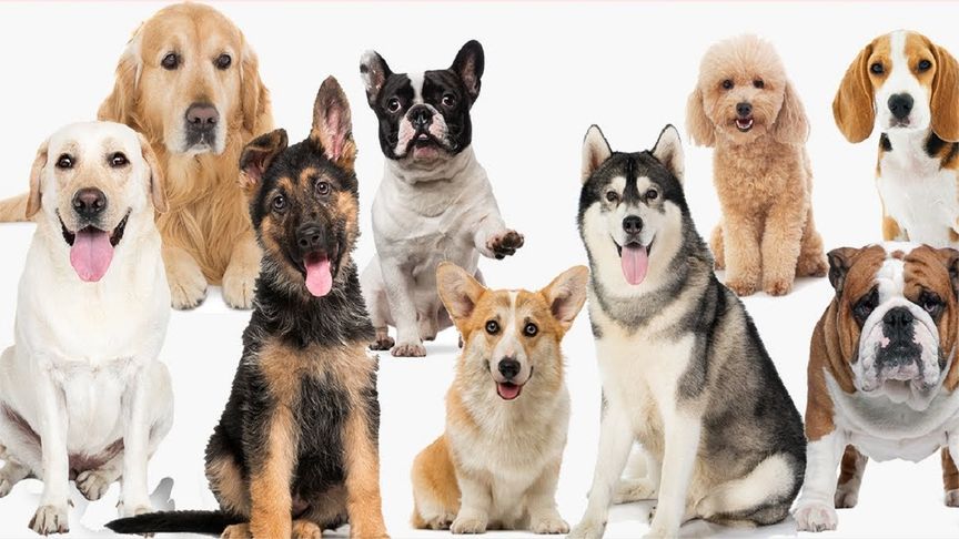 7种适合家养的狗狗,来看看你适合养哪种狗狗吧