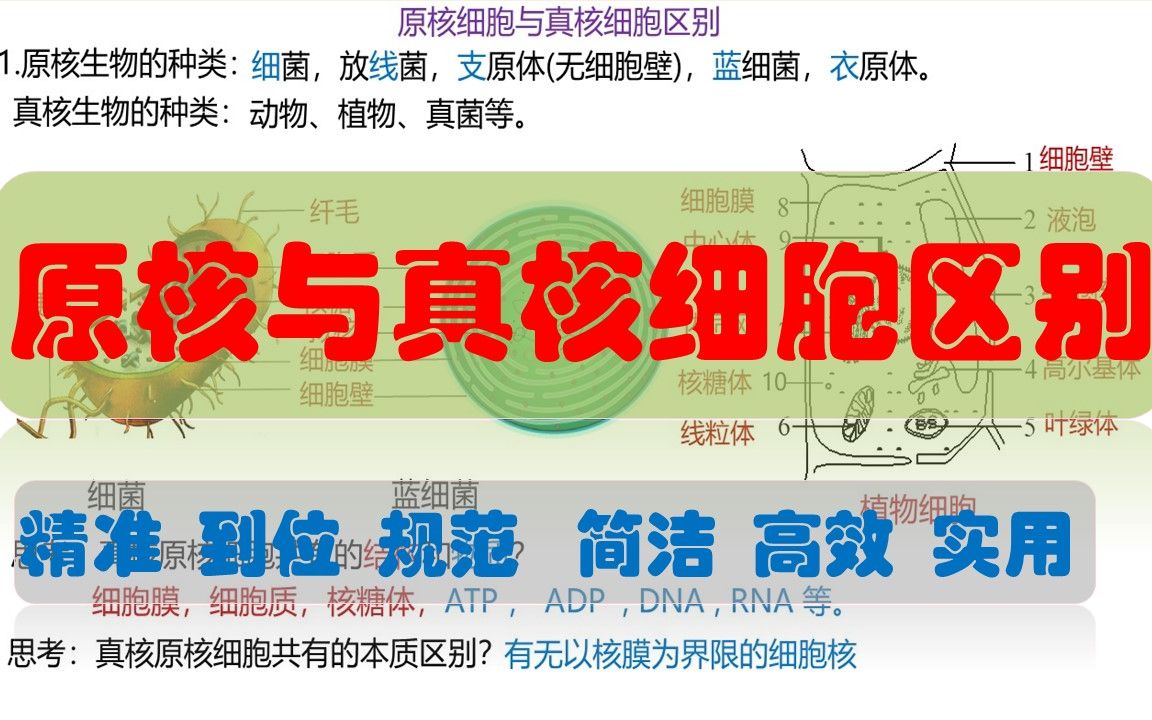 原核与真核的区别 高中生物必修一 《分子与细胞》 一轮复习
