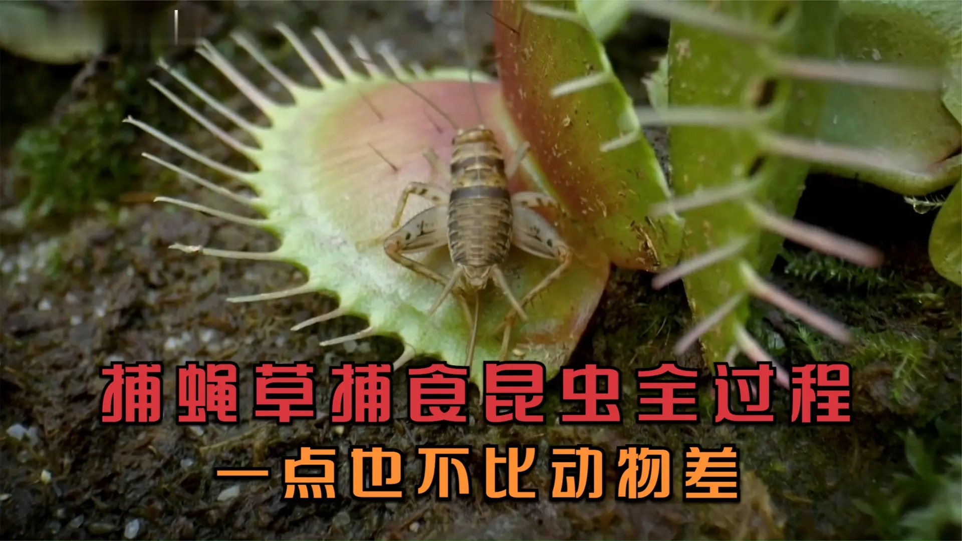 捕蝇草捕食昆虫全过程 这技术一点也不比其它动物的捕食能力差