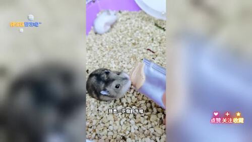仓鼠速认主人小技巧