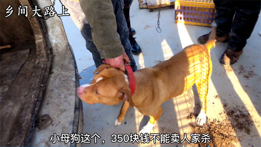 世界上最厉害的狗,大哥花600块买一条喂着玩,算是给它留条活命