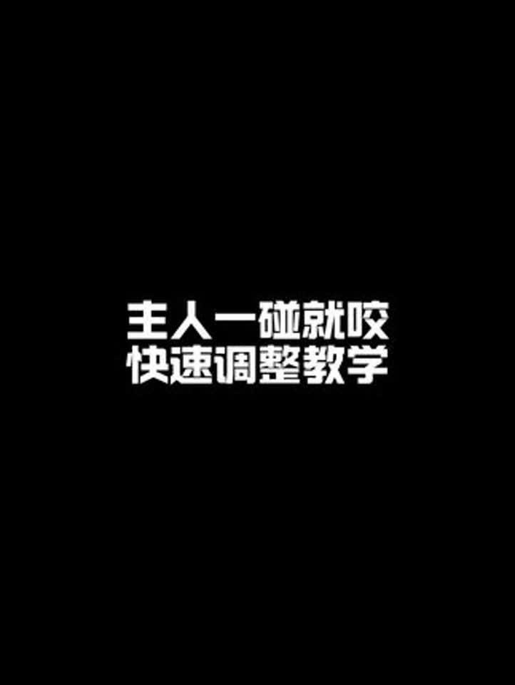 敏感柯基调整案例 #宠物 #柯基咬人 #狗狗咬人调整 #训犬