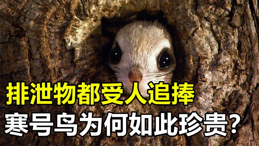 寒号鸟浑身是宝,就连排泄物也受人追捧,它为何如此珍贵?