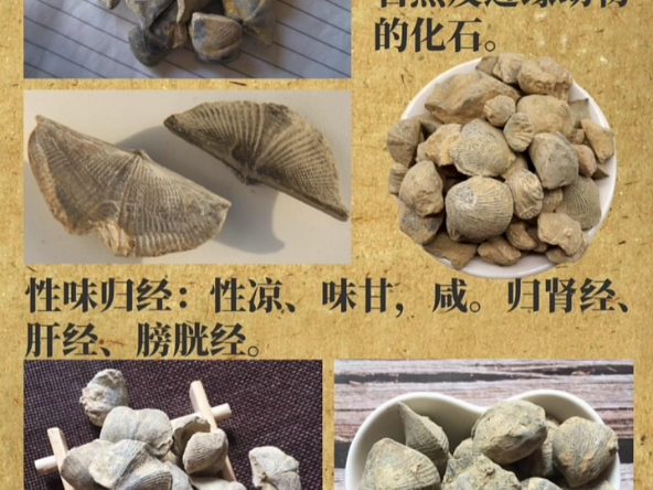 石燕 别名:石燕子、大石燕、燕子石 功效:除湿热,利小便,退目翳。入药...