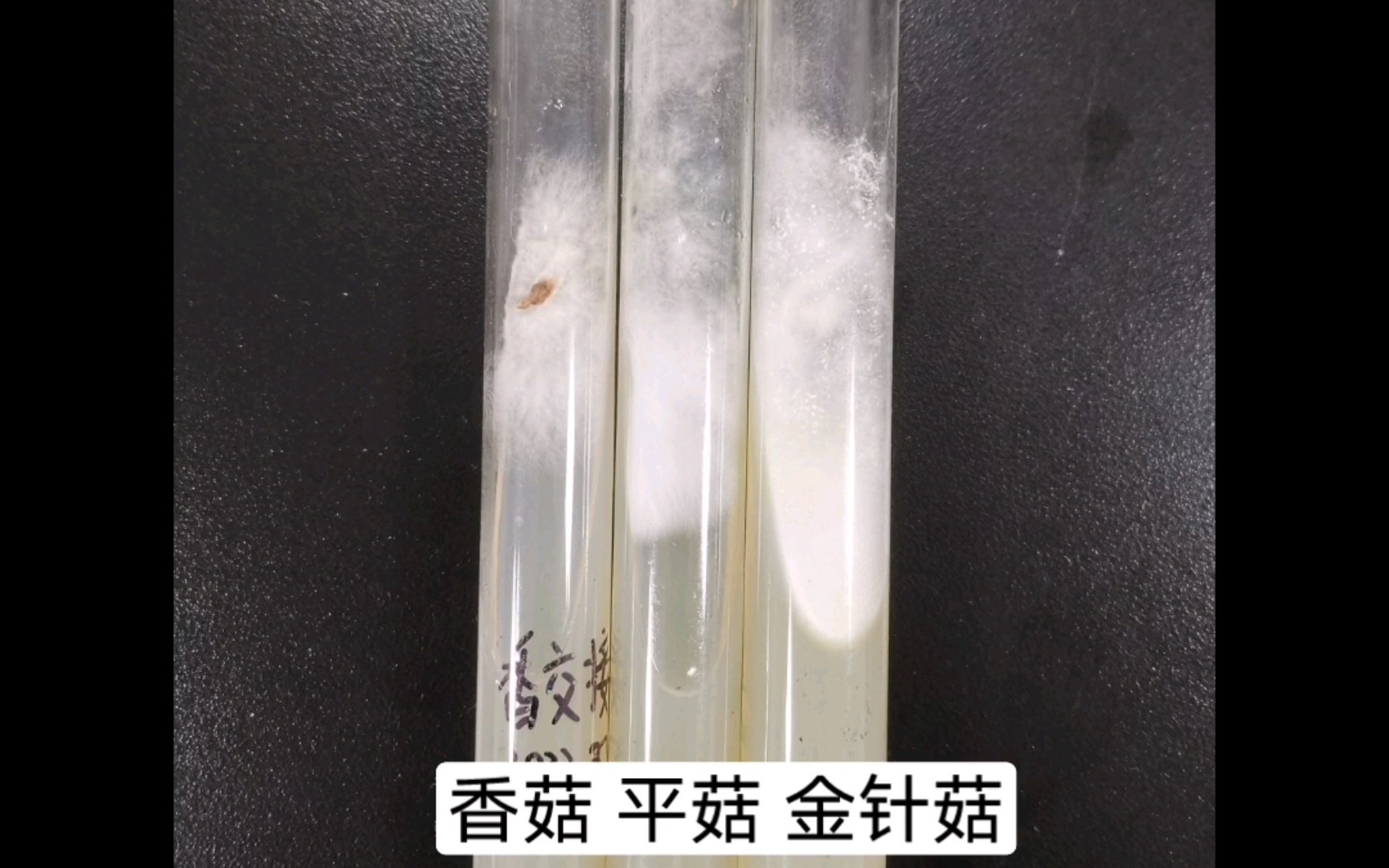 食用菌PDA斜面试管培养基制作及子实体组织分离培养观察(香菇交接...