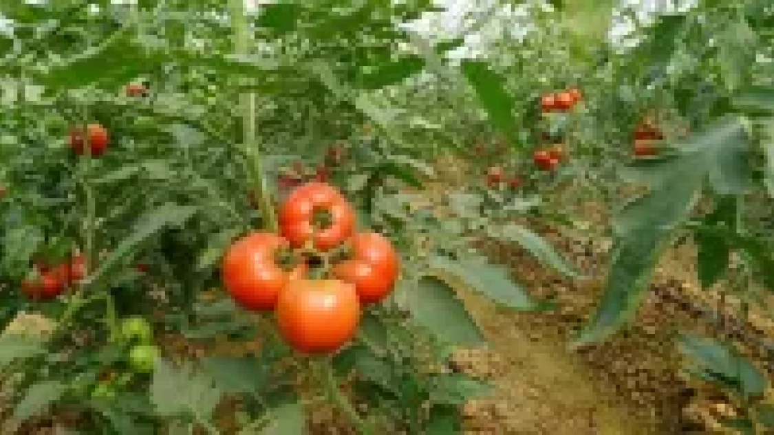 春季西红柿种植,高效高产种植技术要点,这几个小方法建议掌握!