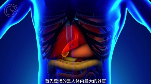 你的身体有多爱你,为了保护你有些器官进化出了再生和备份