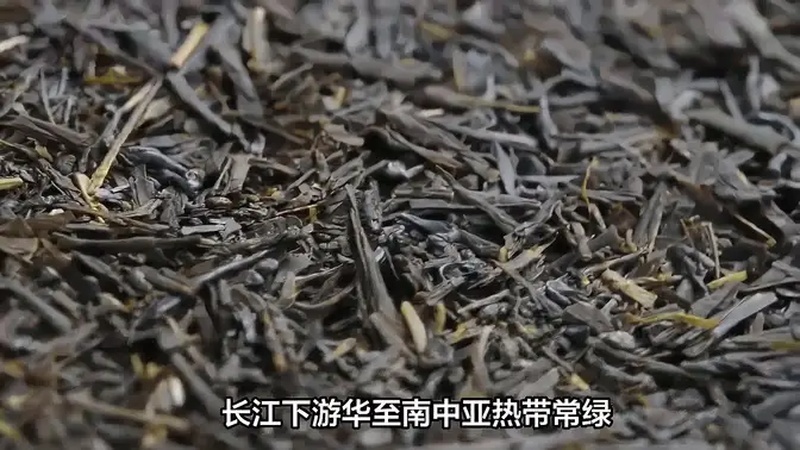 苦丁茶产地在哪里苦丁茶有哪些作用
