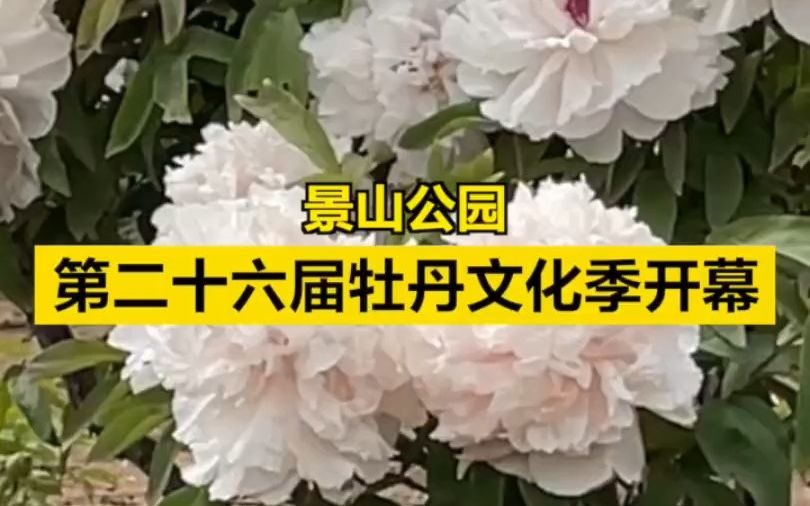 牡丹真国色 花开动京城!景山公园第二十六届牡丹文化季开幕