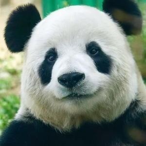 熊猫不熬夜