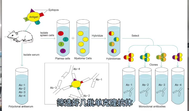 新冠新疗法2——单克隆抗体
