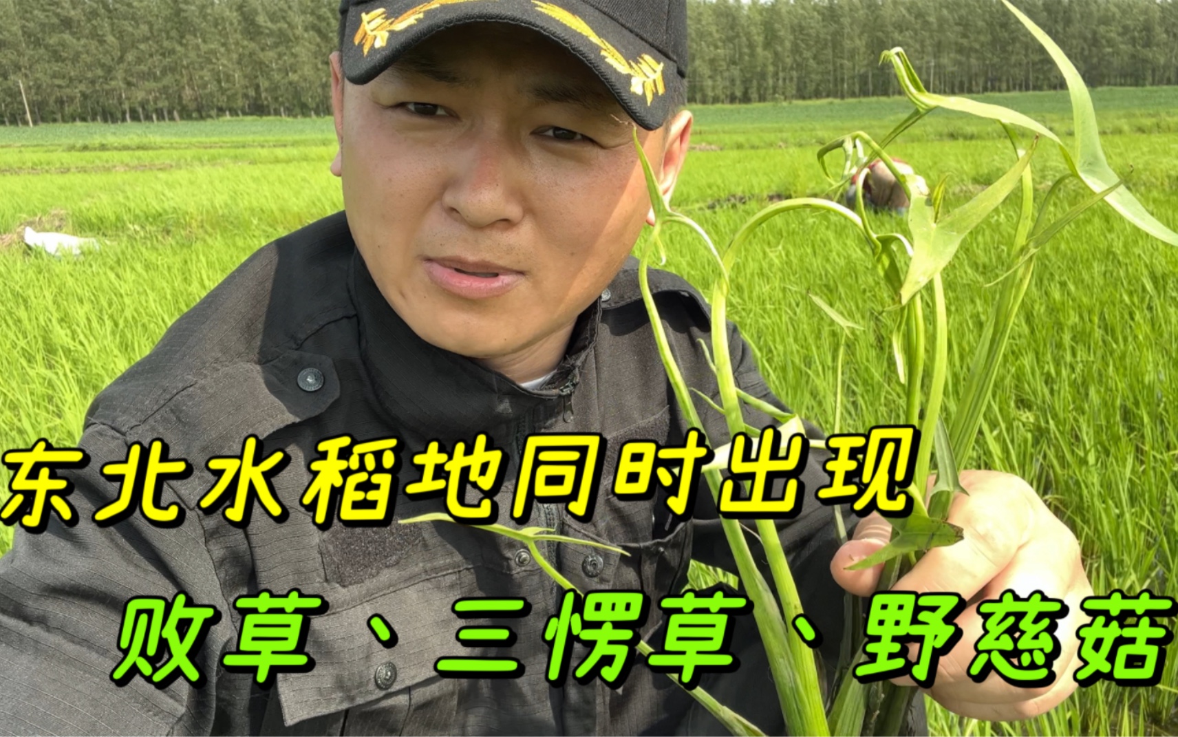 东北水稻田,同时长出三种杂草,农民一边撒药,一边拔草
