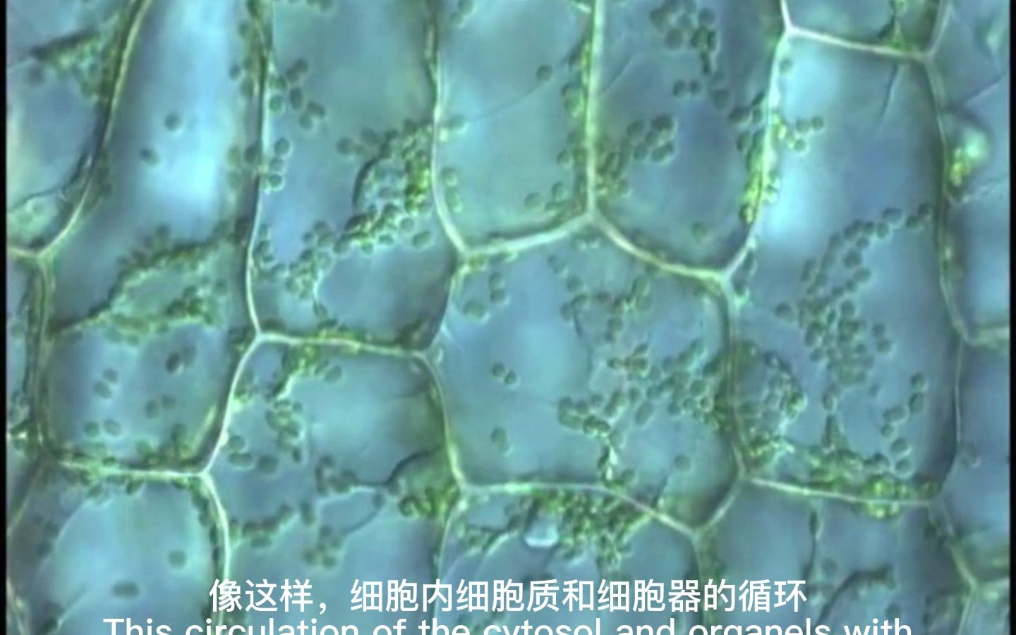 植物细胞的细胞质流-细胞生物学动画【中英字幕】
