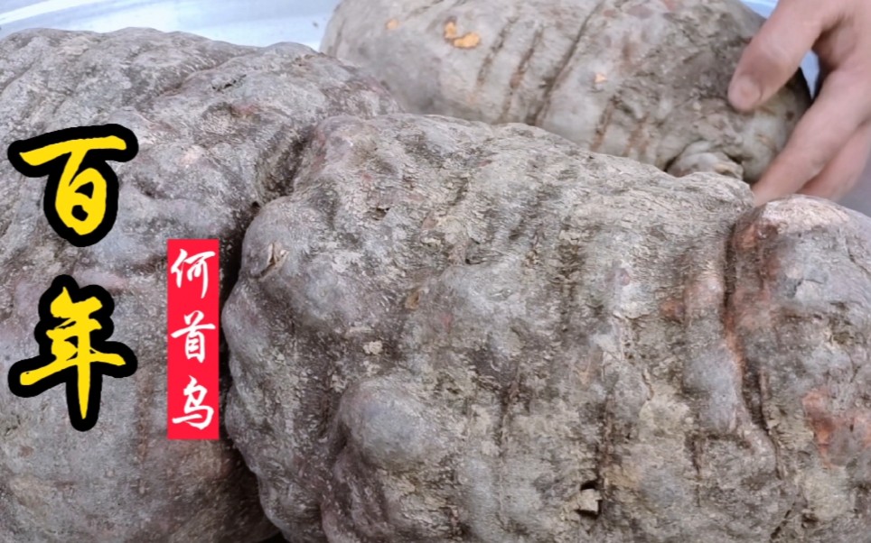 何首乌为九大仙草之一,百年难得一见,制作过程更艰辛!