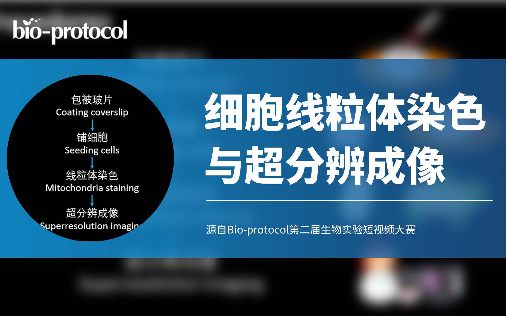 【Bio-protocol】细胞线粒体染色与超分辨成像