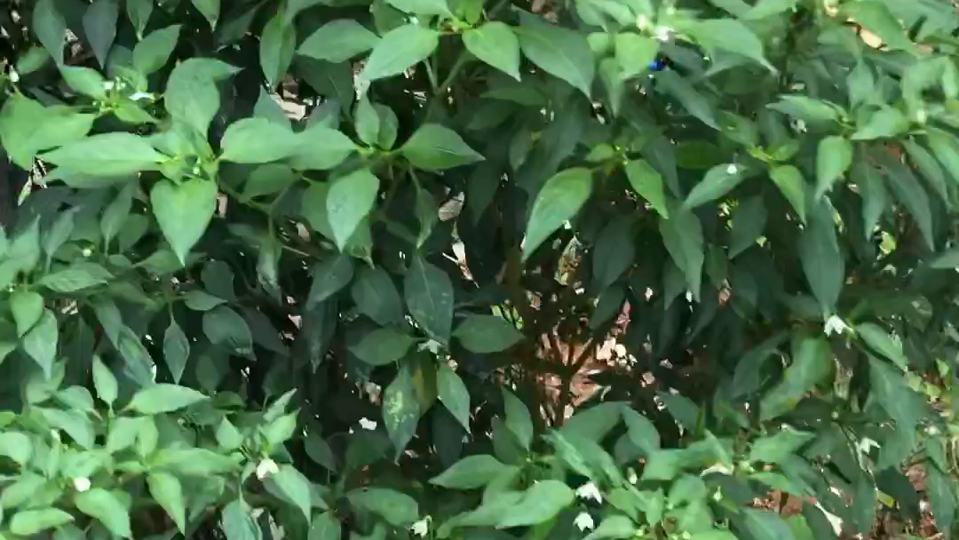 趣味科普-茄科辣椒属植物-《辣椒的生长过程》