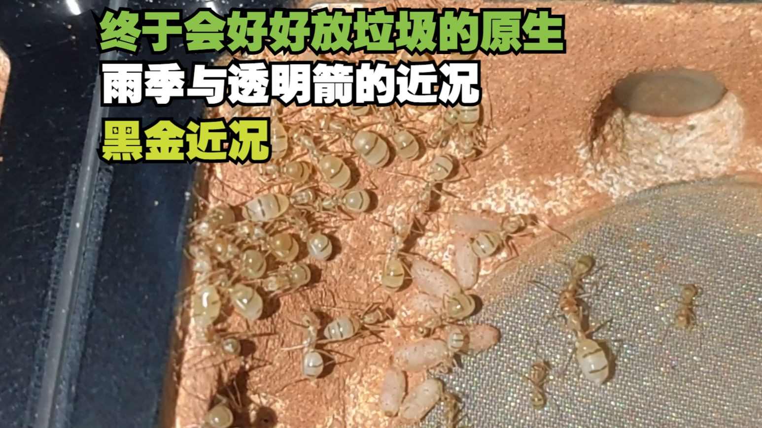 2024年7月养蚁记录下