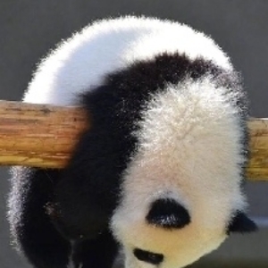 自主品牌就是囯家希望 