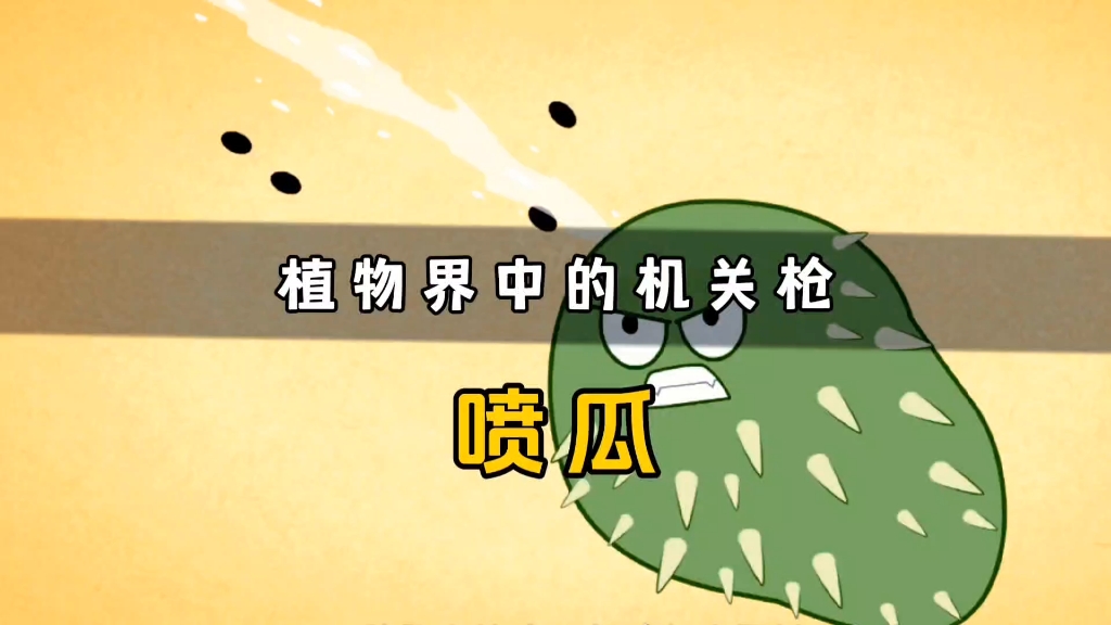植物界的机关枪,豌豆射手的原型,神奇植物-喷瓜