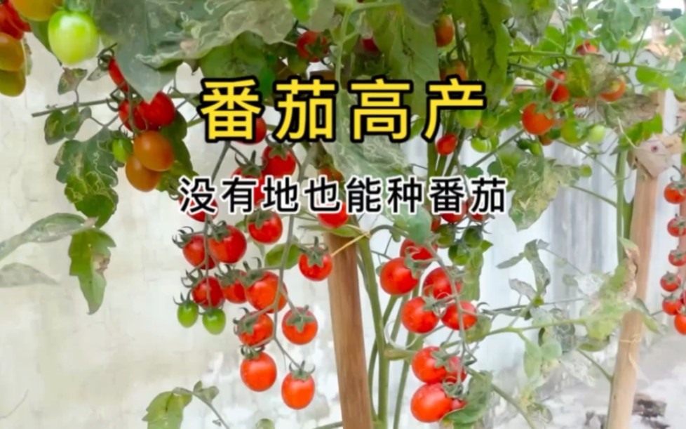 教你在家种植高产小番茄的方法