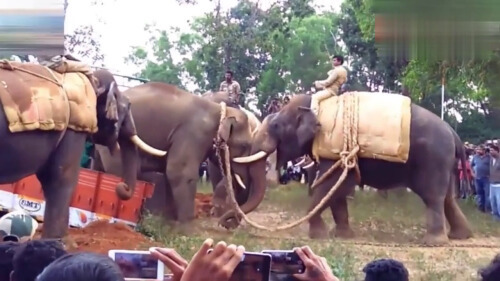 惊险一幕!大象负荷表演,突然发飙狂击同伴