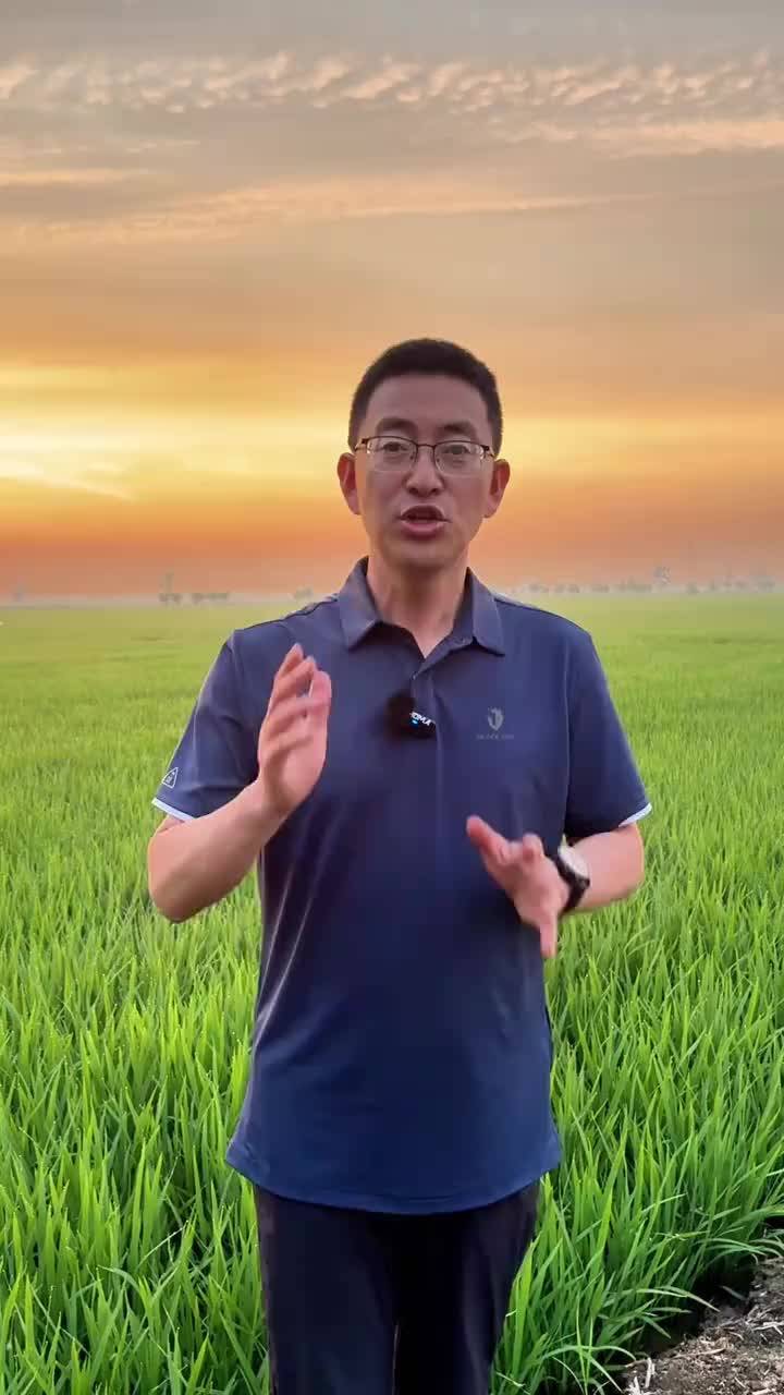 东北水稻种植夏季多雨,需要提前防控稻曲病,你会综合防控吗