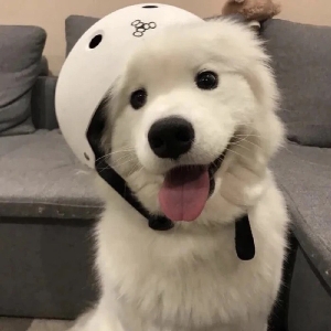 萌宠之门 