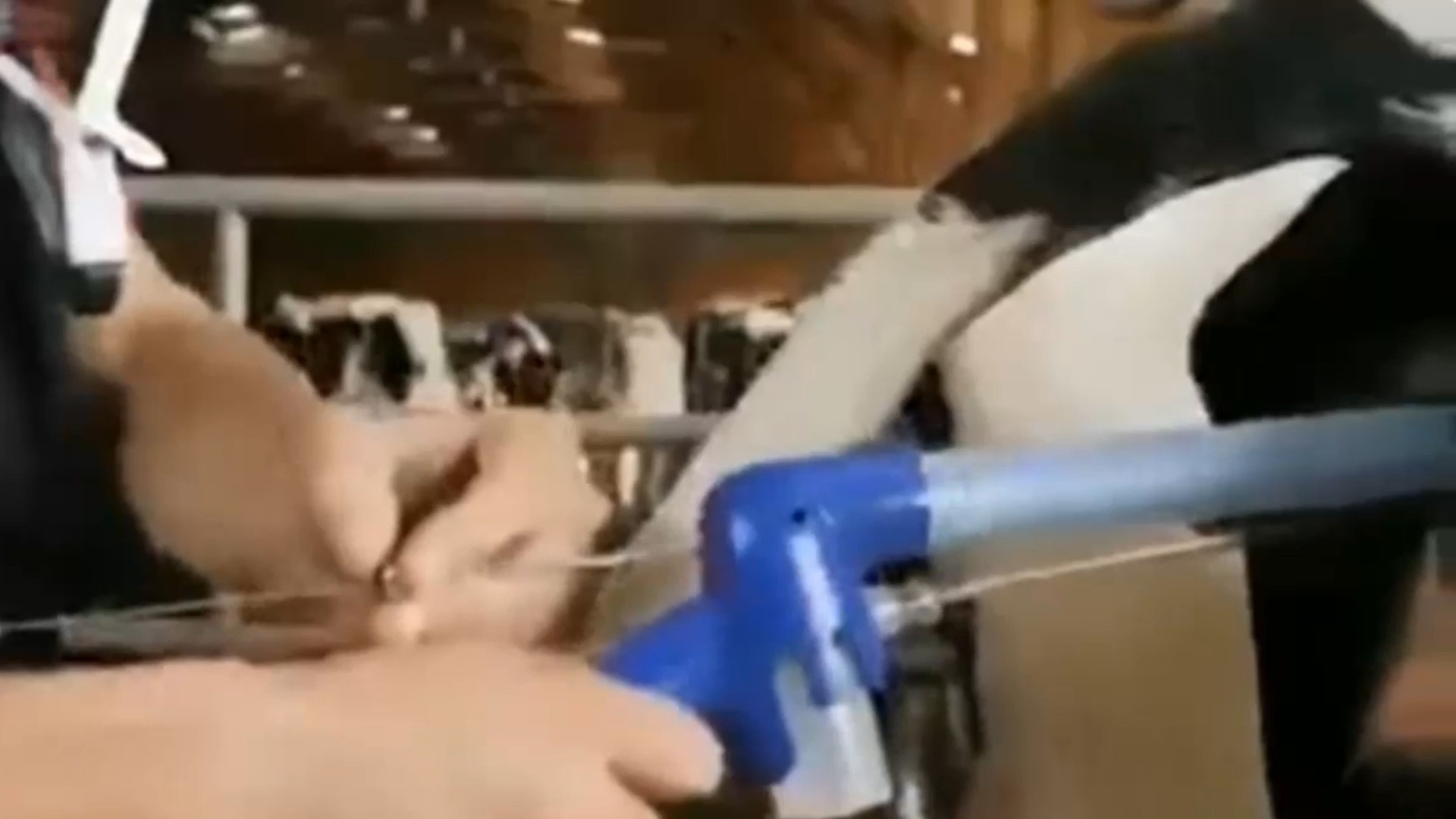 牛人工授精一次就中?兽医偷偷用的手法全曝光!