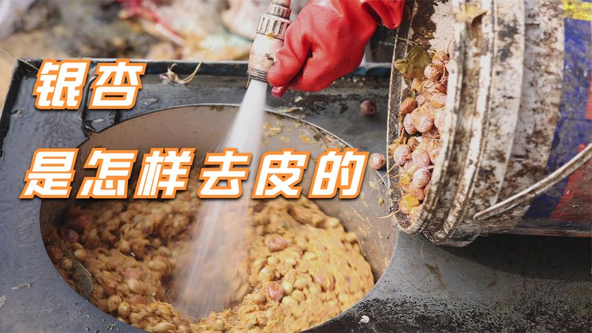 实拍临沂农村大叔给银杏去皮,这个还值钱吗?卖多少钱一斤?