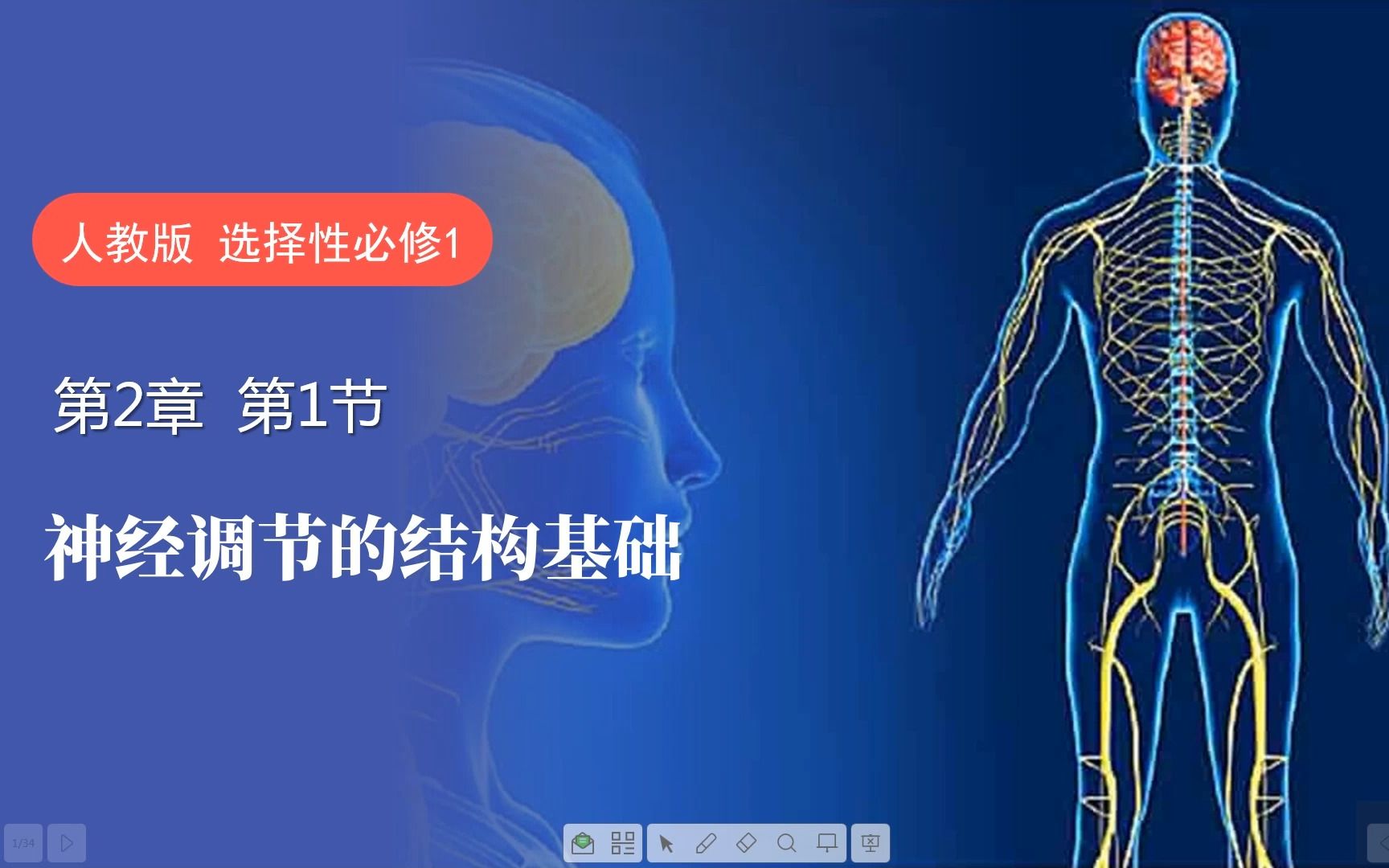 2.1神经调节的结构基础 第1节课
