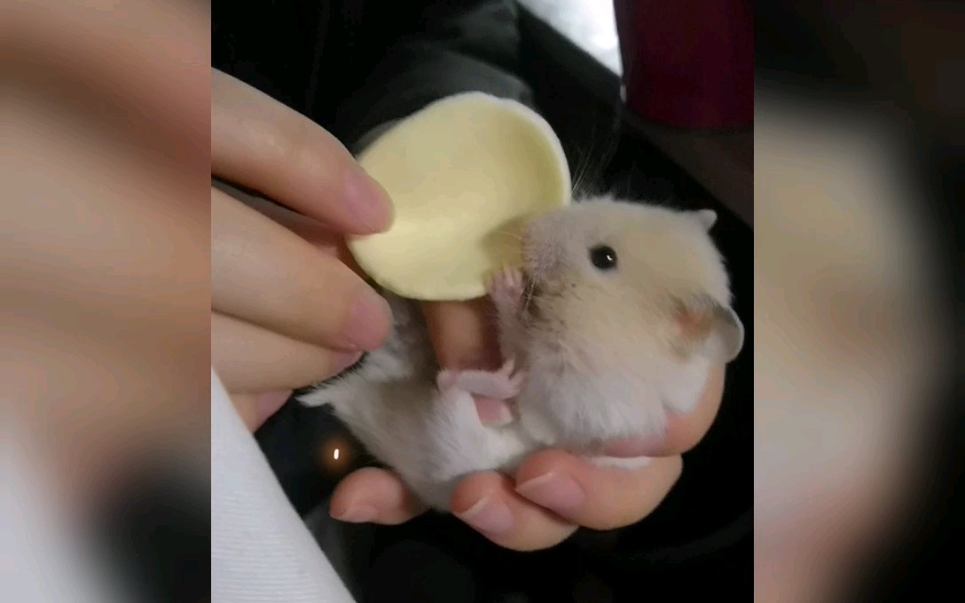 【日常】【金丝熊】【仓鼠】感冒后的第一食之疯狂吸入