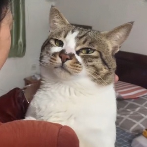 蛙囧大 