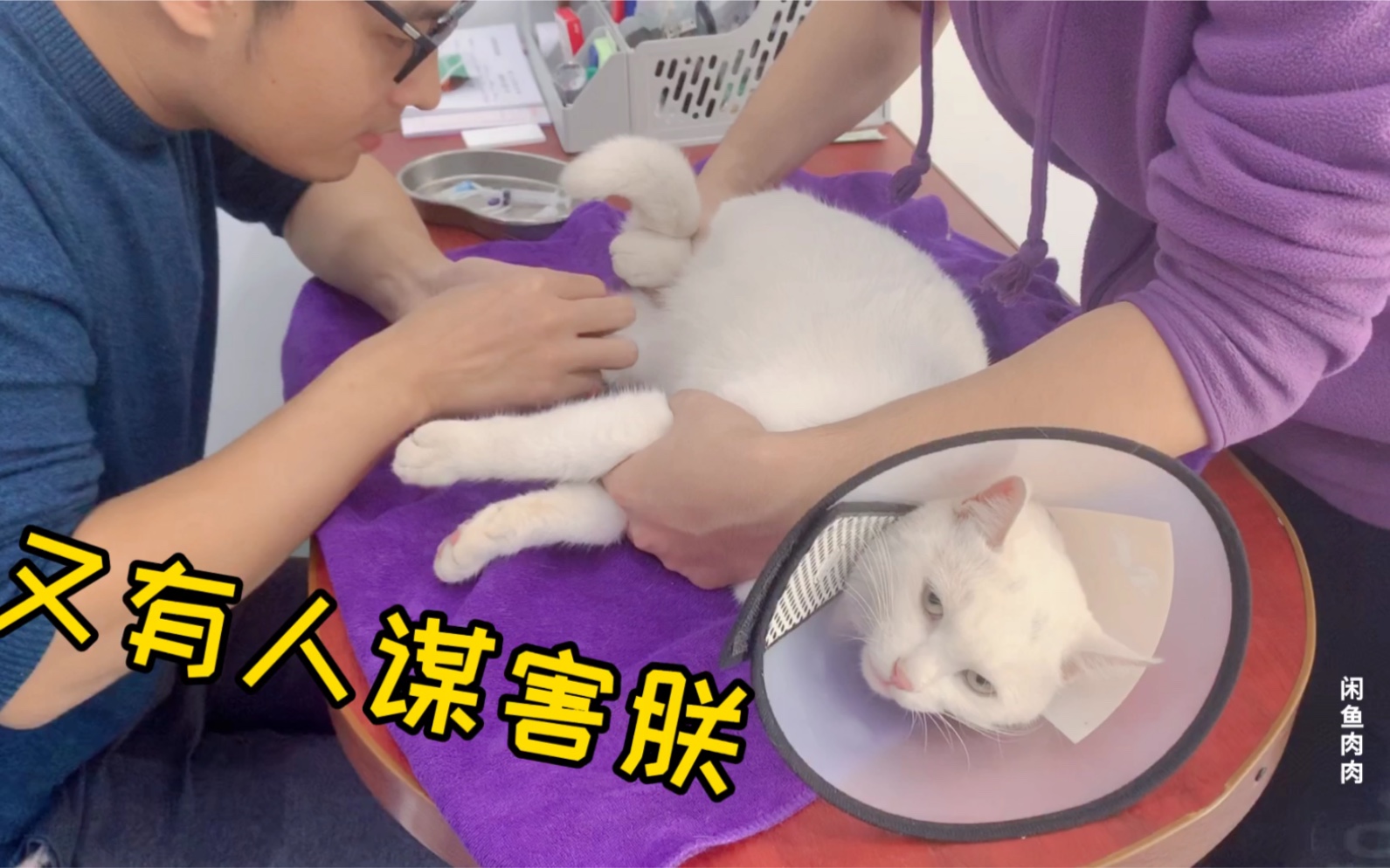 天气变凉,猫猫最容易得的病你知道吗?铲屎官快看过来