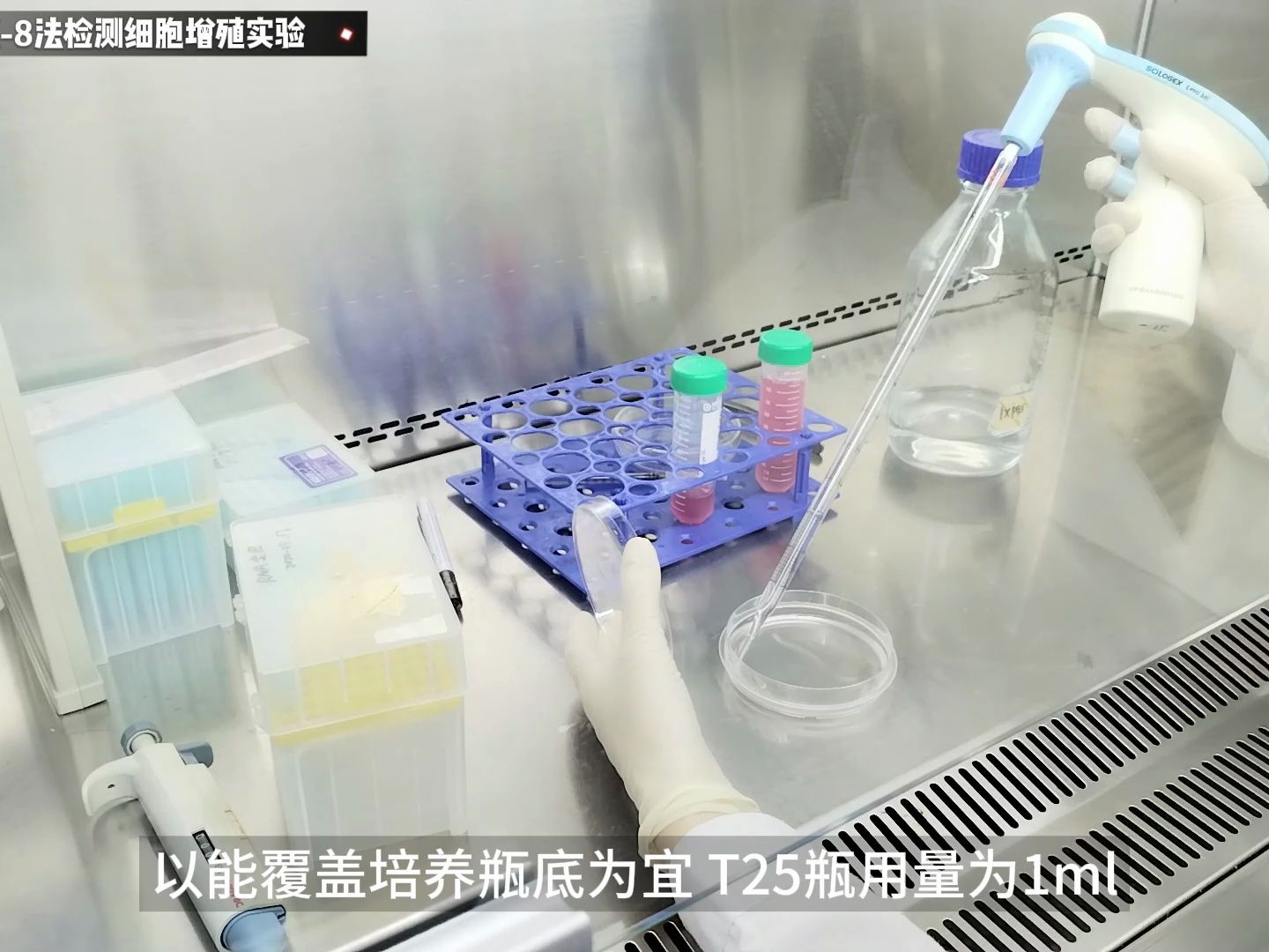 CCK-8法检测细胞增殖实验