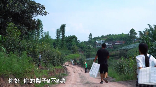 家乡梨子树上的果子在慢慢成熟