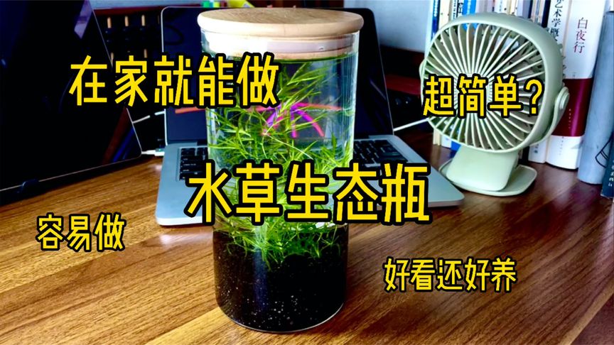 在家就能做一个水草生态瓶?这也太简单了吧