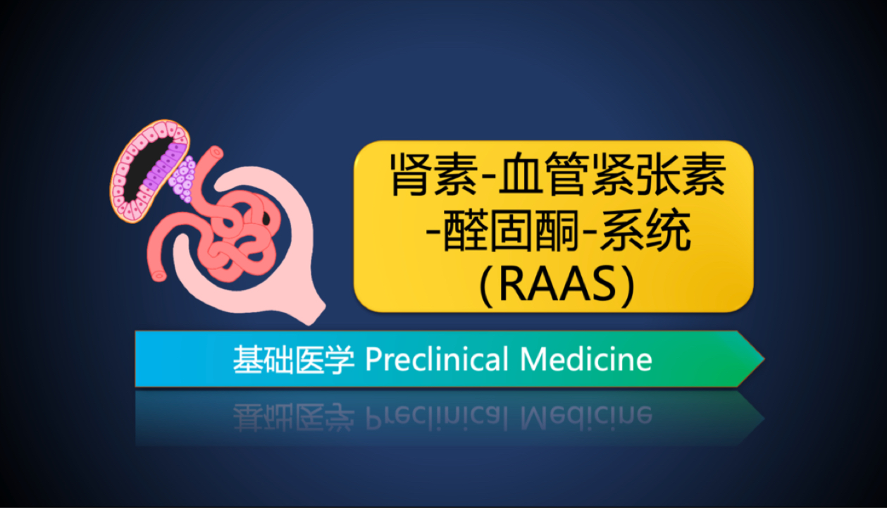 肾素-血管紧张素-醛固酮系统(RAAS)【医学生必学系列】