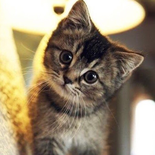 我是别人家的猫 