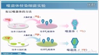 噬菌体侵染细菌实验