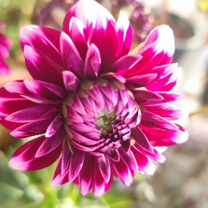 maggie的西山花园 