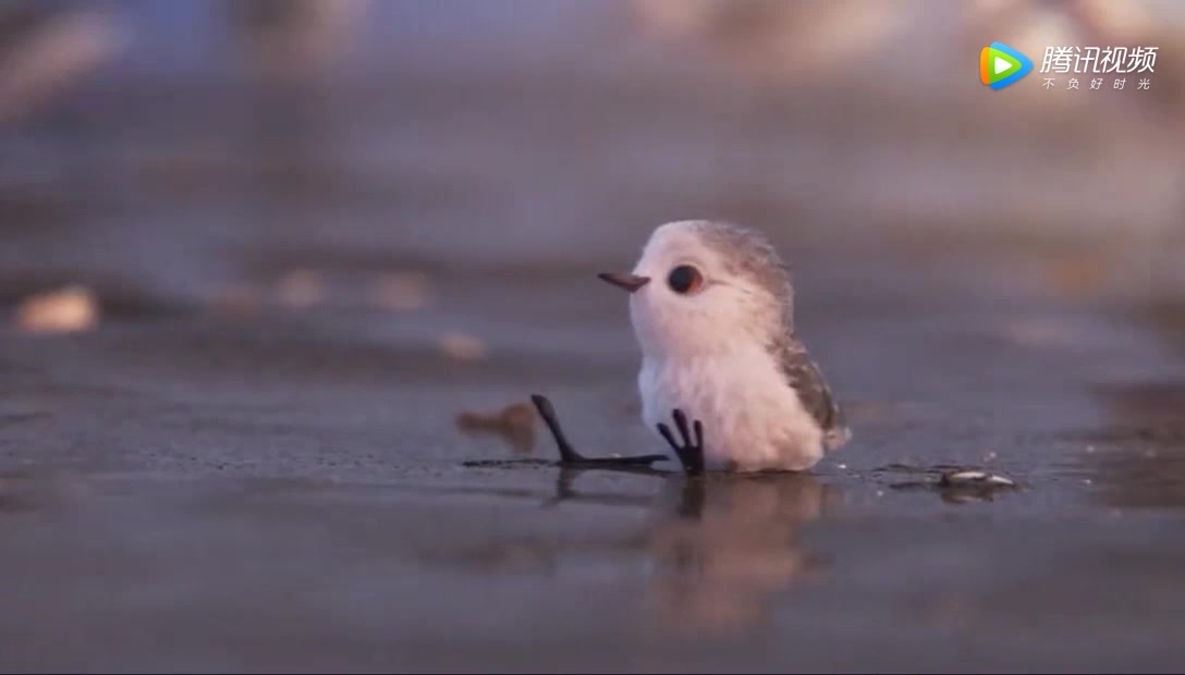 奥斯卡短片动画《鹬》——成长的过程总是要经历些许痛苦,才能蜕变