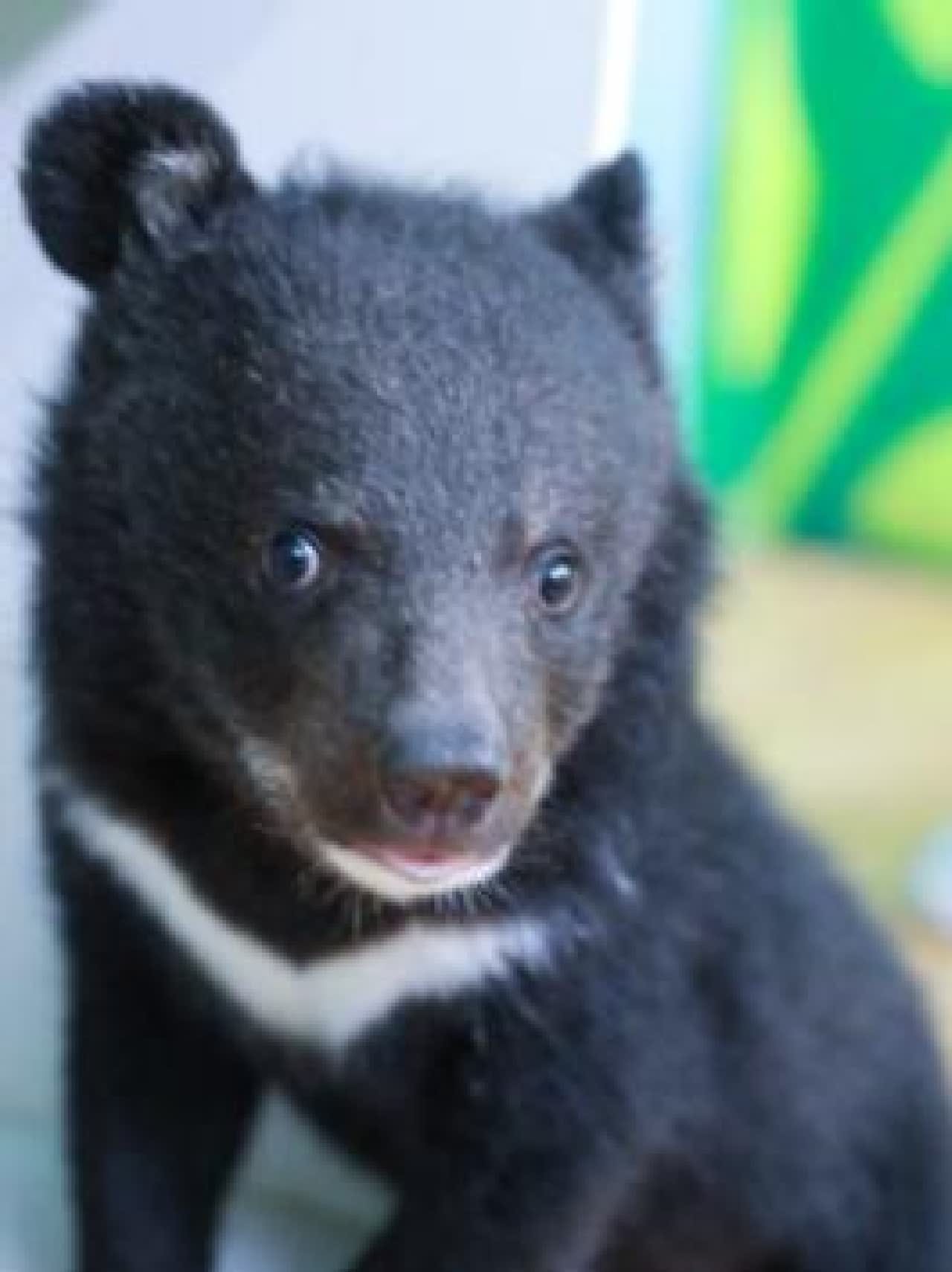 从此小熊熊皈依淹野(动物园专业饲养员拍摄 请勿模仿) 保护野生动...
